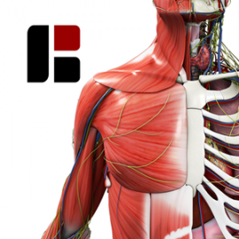 BioDigital Human: 3D Anatomy Explorer - BioDigital, Inc. - My Healthy App